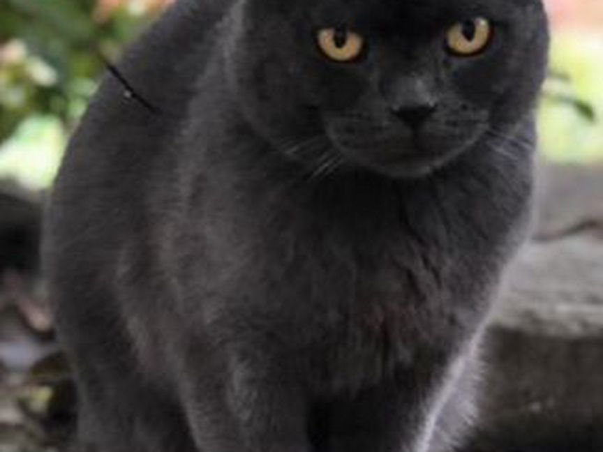 Шотландский вислоухий кот бесплатно