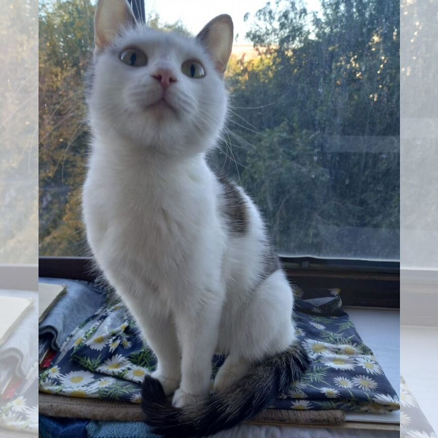 Кошка