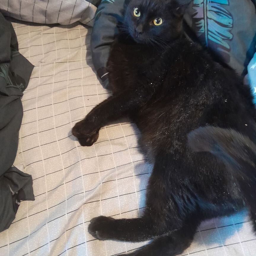 Кот Балу. Возраст 1 г. Кастр,знает туалет