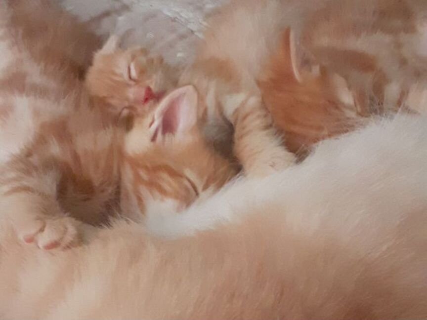Отдам котят бесплатно