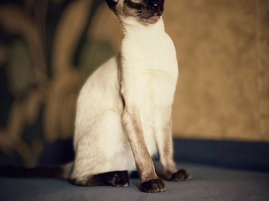 Сиамская ориентальная