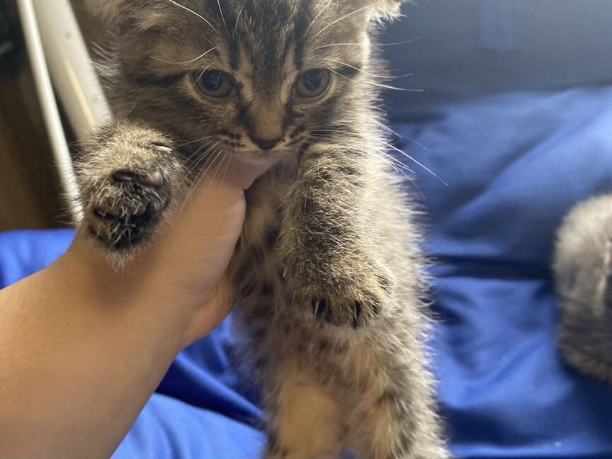 Шотландские вислоухие котята