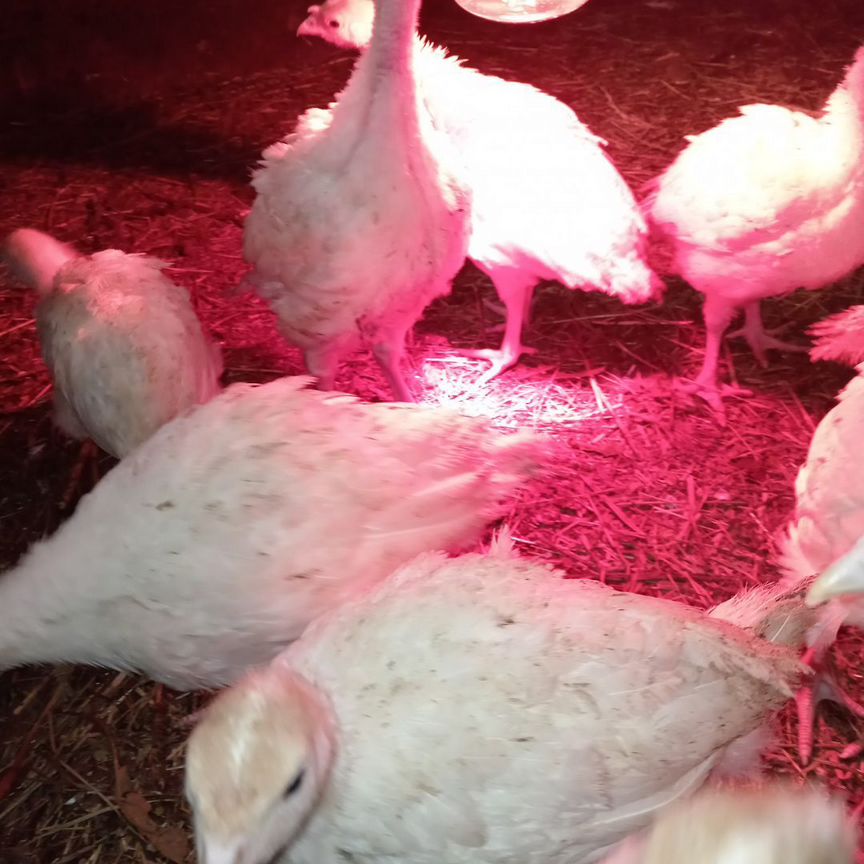 Индюшата хайбрид конвертер (Россия)