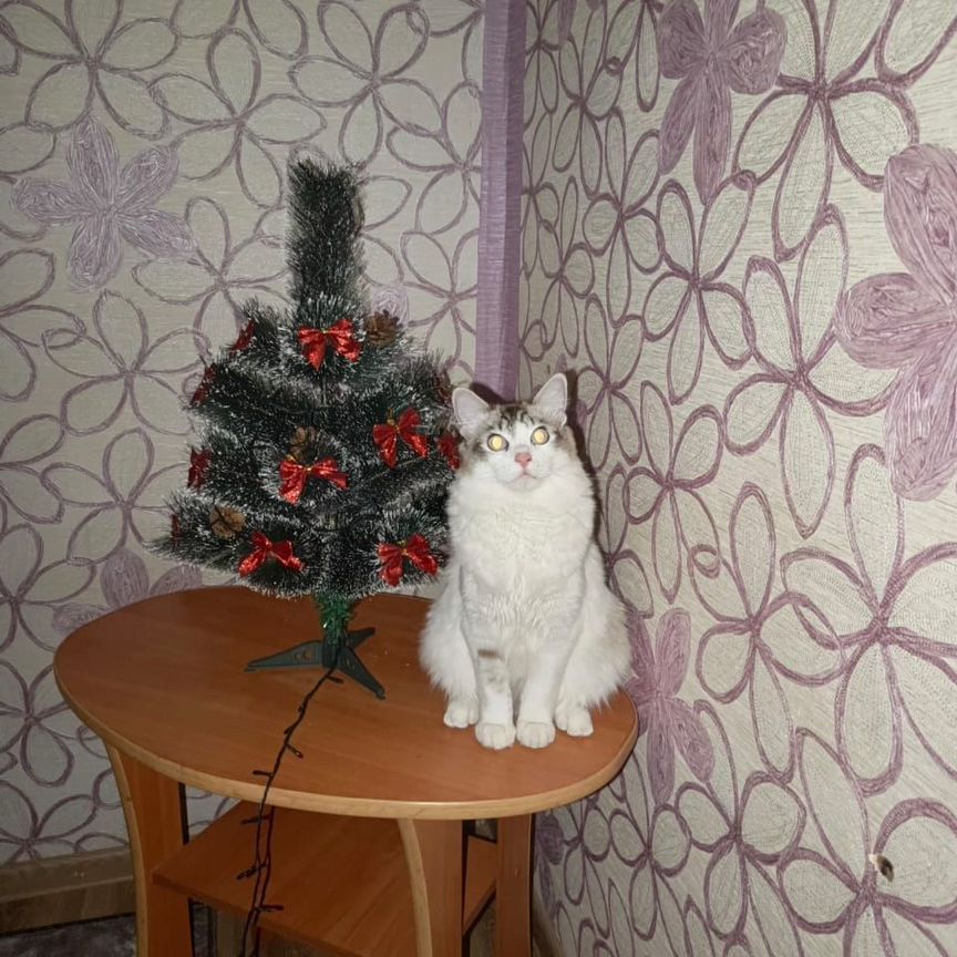 Кот в добрые руки