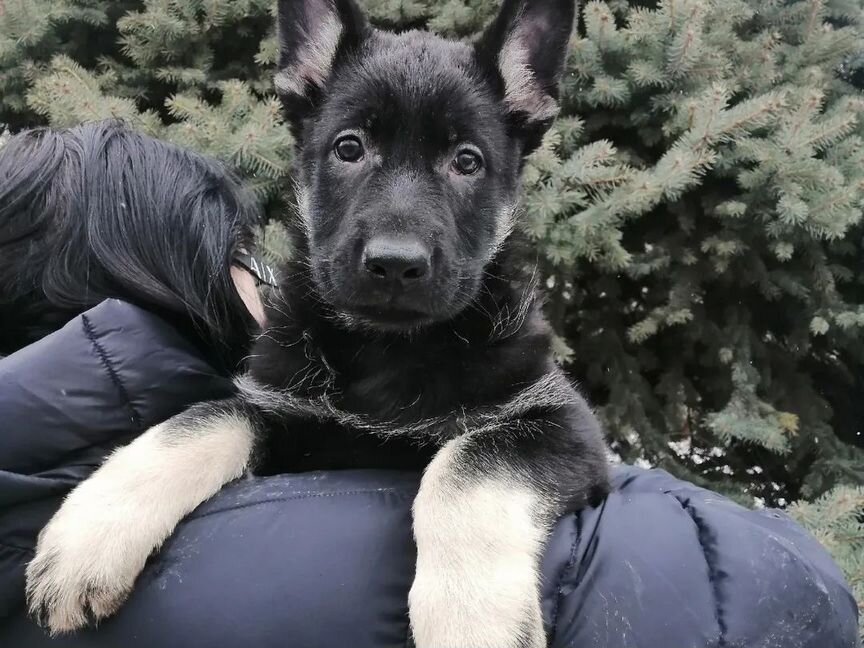 Восточноевропейская овчарка