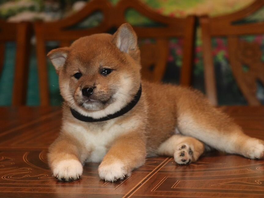 Сиба ину