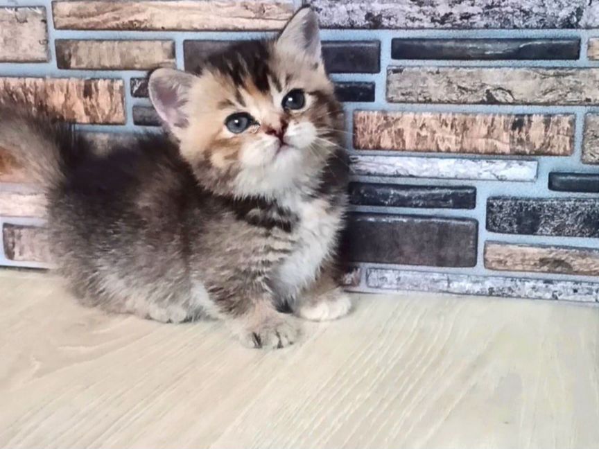 Коротколапая девочка