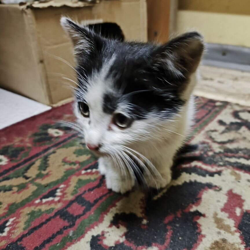 Котик бесплатно