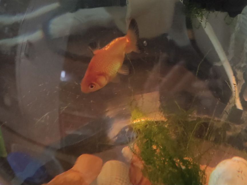 Золотая рыбка