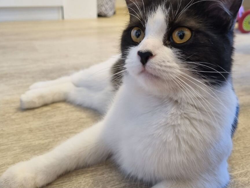 Кошка в добрые руки