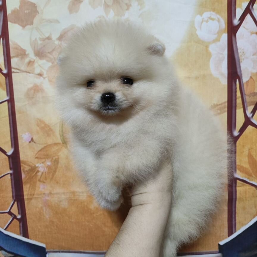 Померанский шпиц