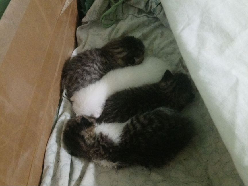 Кормящая кошка