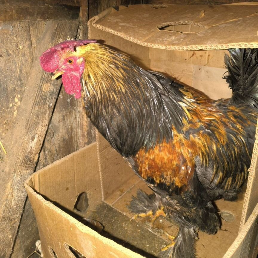 Молодые петухи