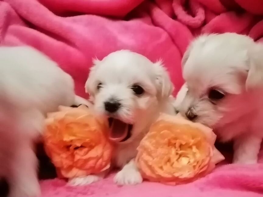 Мальтийская болонка мини