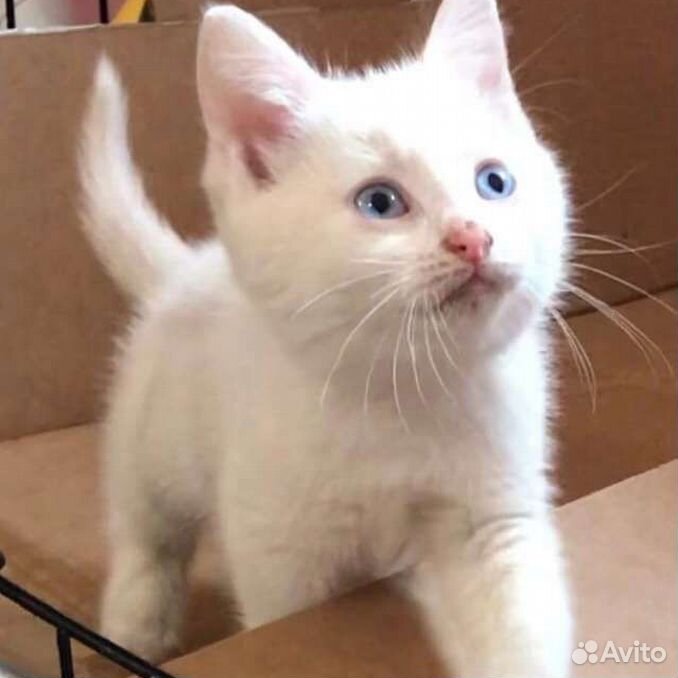 Глухой, игривый, белый котёнок ищет дом