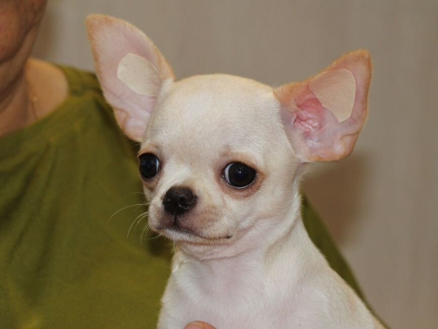 Шикарная высокопородная девочка чихуа