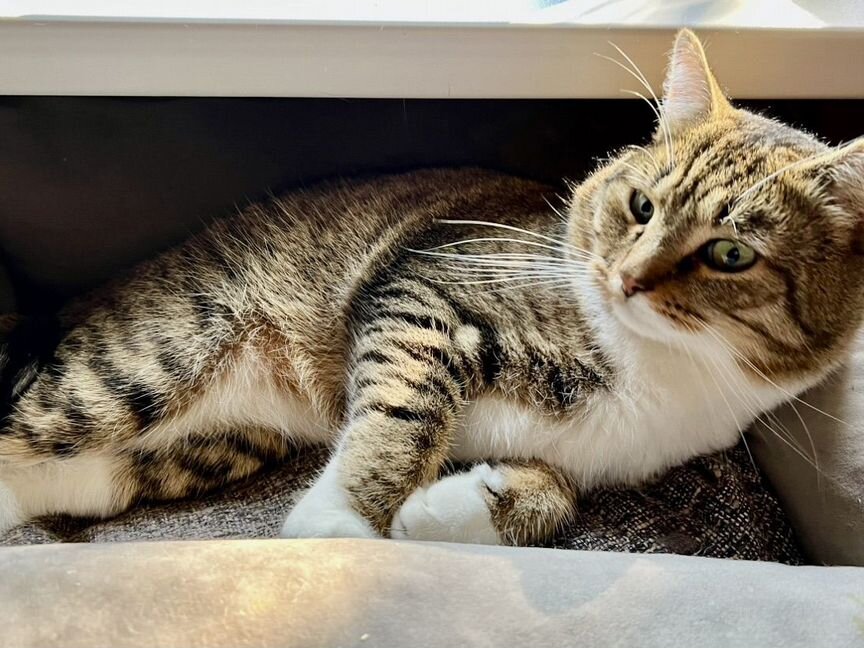 Ласковый Красавчик