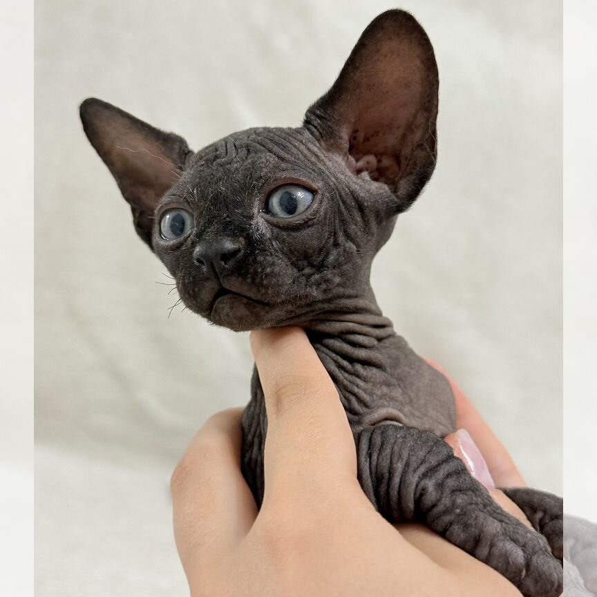 Канадский сфинкс котёнок