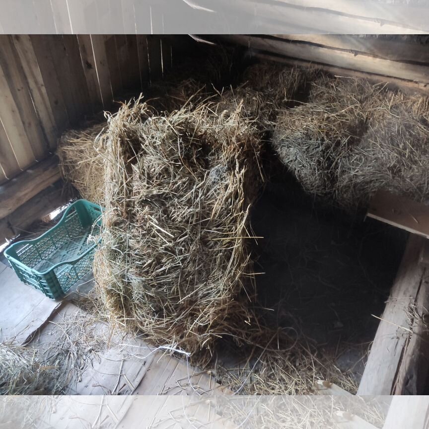 Сено в тюках