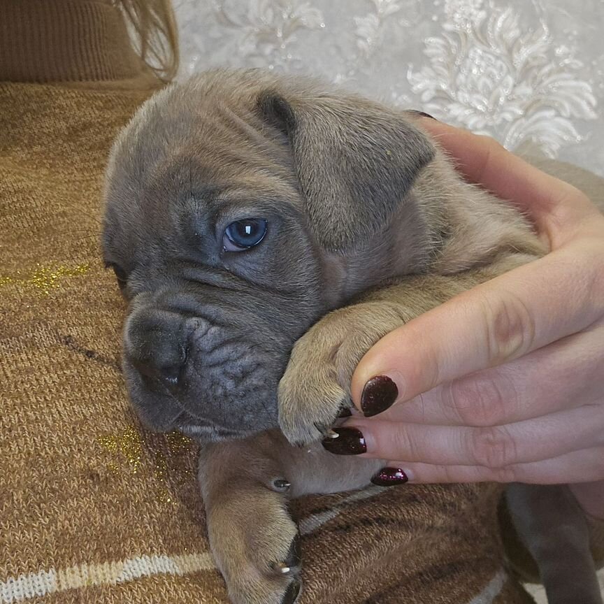 Малыши кане корсо