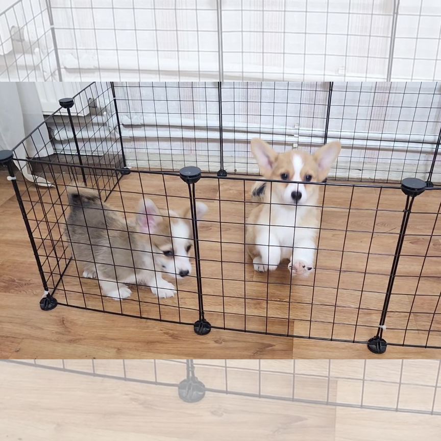 Вельш Корги Пемброк, щенок