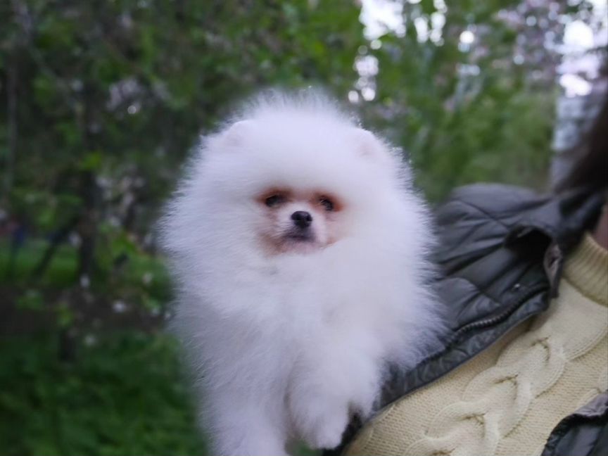 Мальчик мини 3.5мес