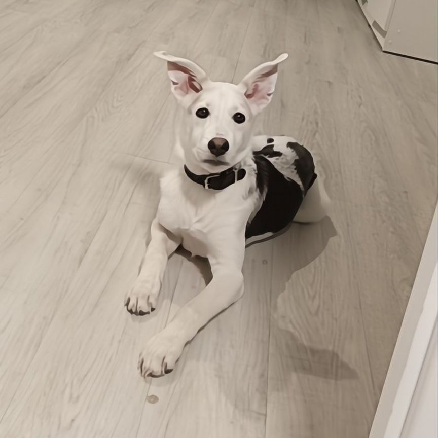 Щенок в добрые руки