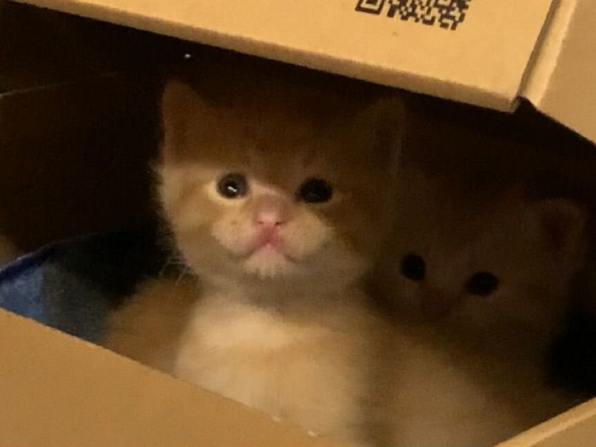 Котята, рыжий мальчик, молочная девочка