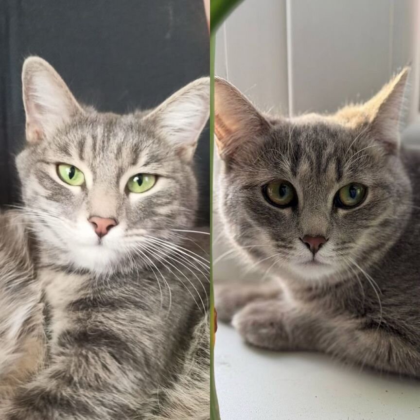 Кошки-сестренки в добрые руки