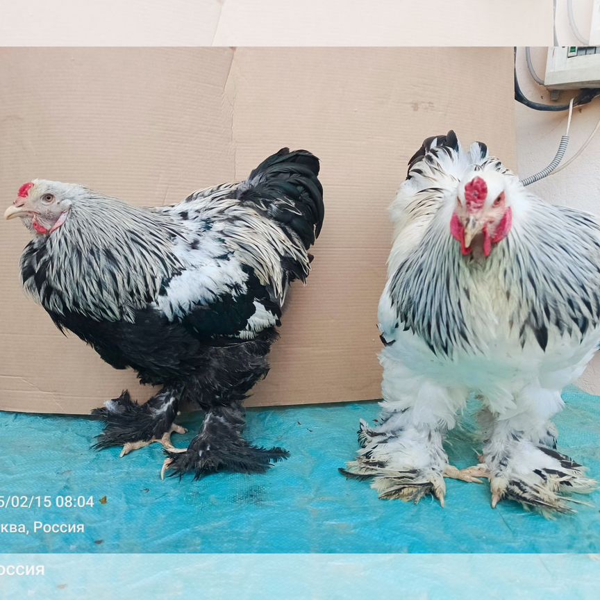 Породистые петушки