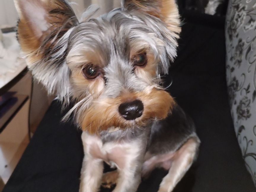 Продаю йорку мальчик, 10 месяцев, привиты