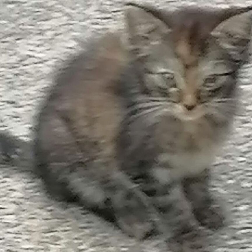 Котенок