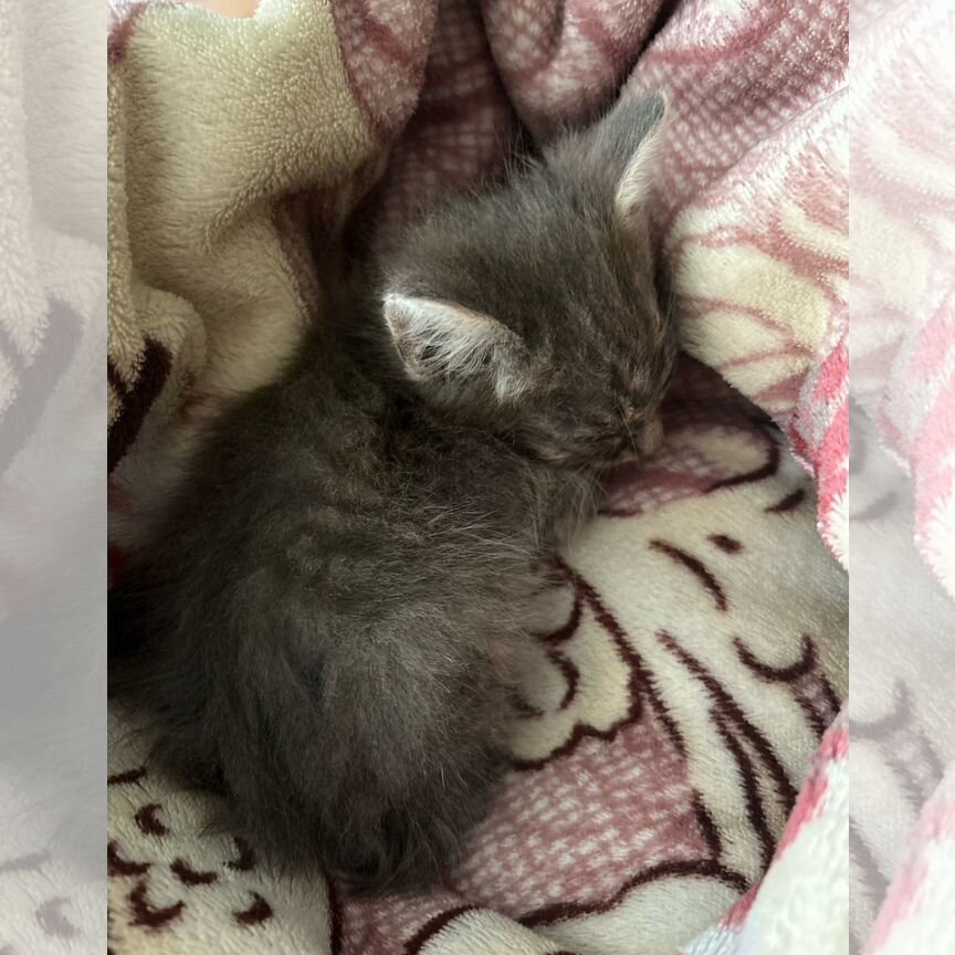 Котик в добрые руки