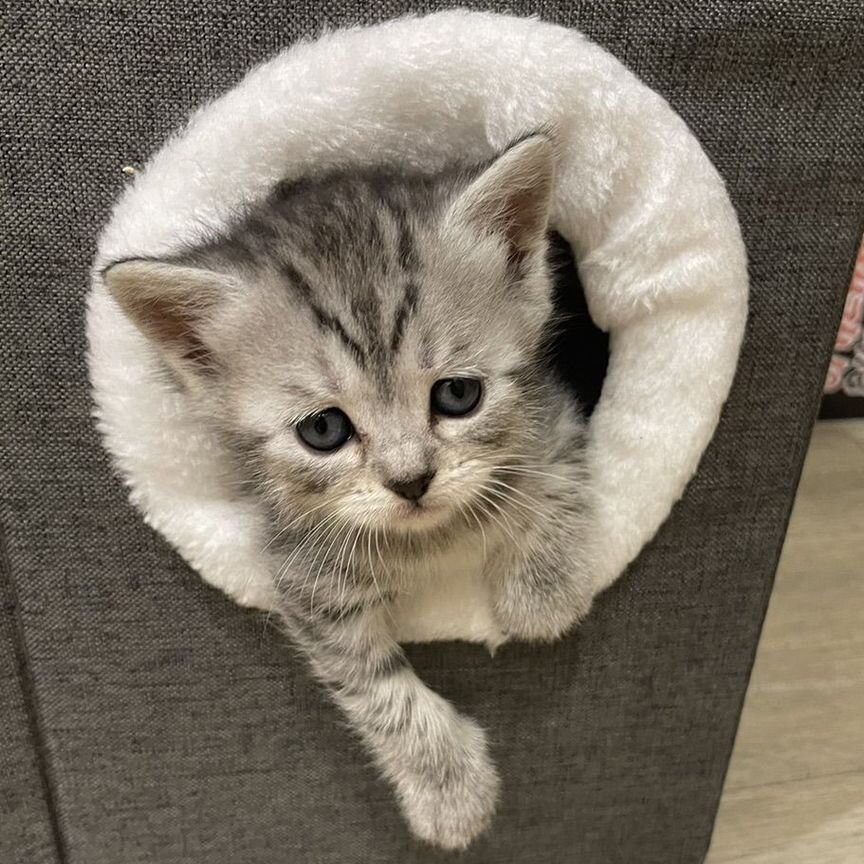 Шотландский прямоухий короткошёрстный котёнок