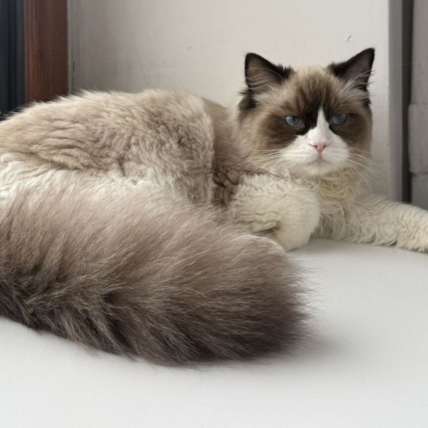 Рэгдолл, взрослый кот