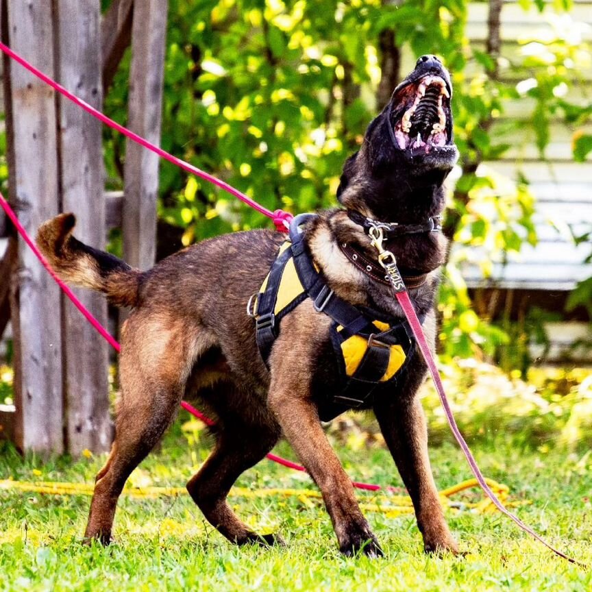 Бельгийская овчарка, щенок