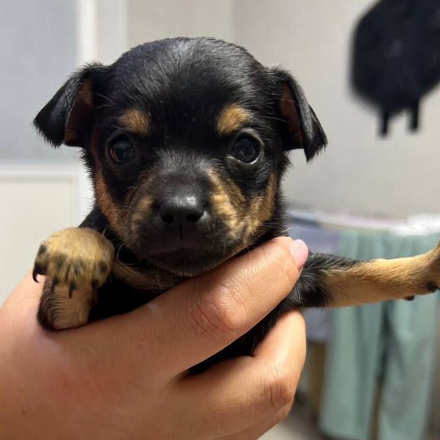 Русский той-терьер, щенок