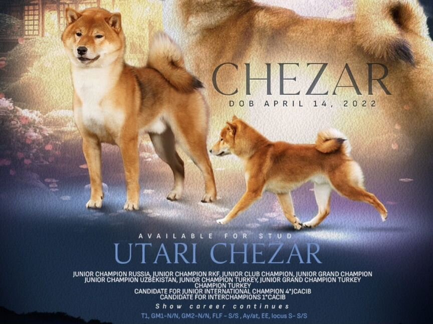 Сиба ину кобель на вязку