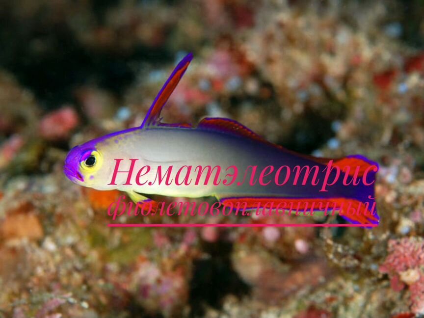 Нематэлеотрис фиолетовый, М (рыбка в наличии)
