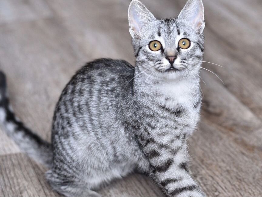 Котенок в ответственные добрые руки