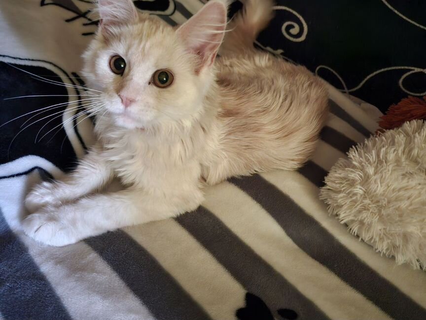 Кошка мейкун