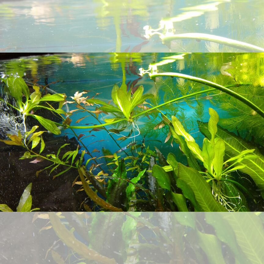 Аквариумные растения