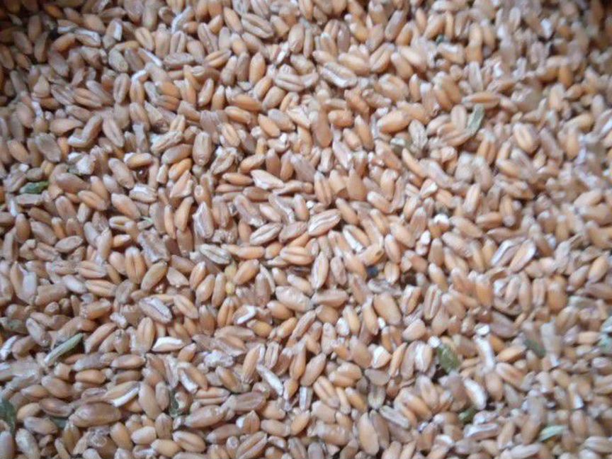 Отходы пшеницы