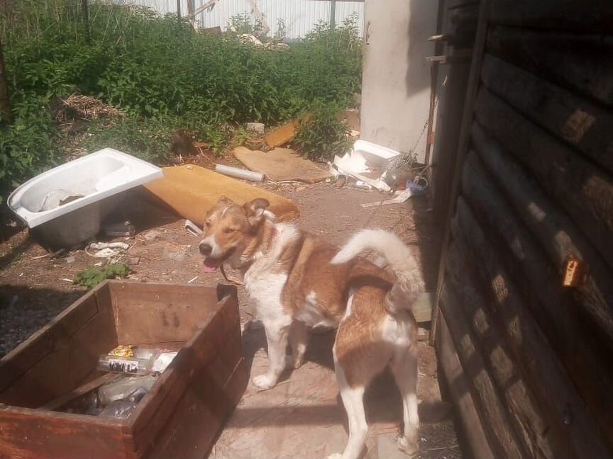 Пожалуйста, помогите, спасите собаку