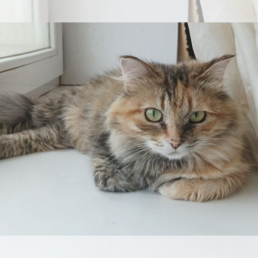 Кошка