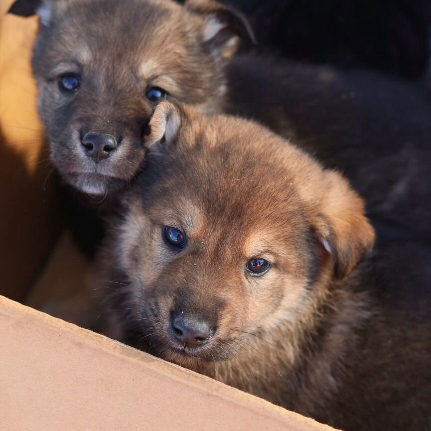 Щенки в добрые руки