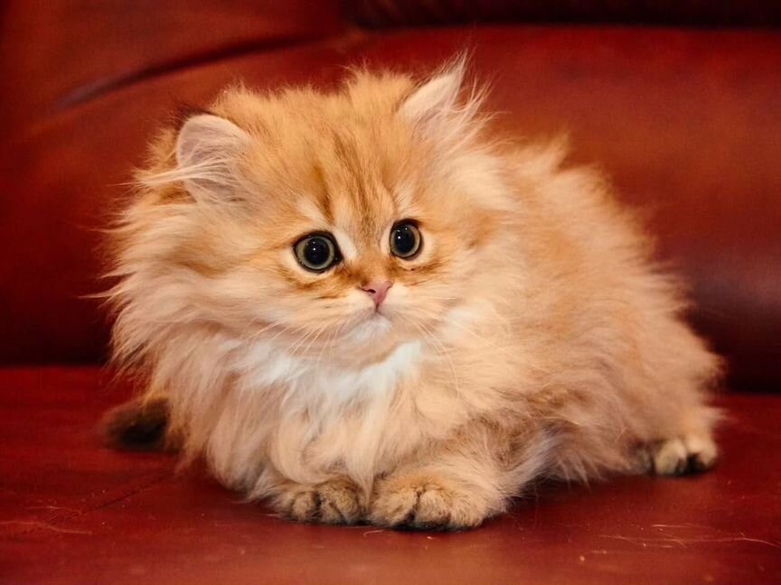 Шикарный золотой котик