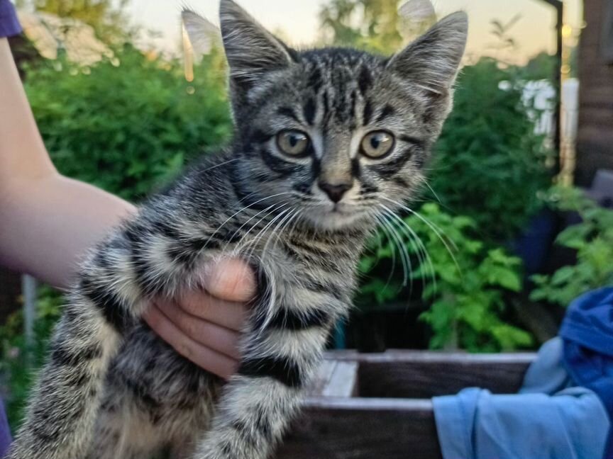 Котята в добрые руки даром