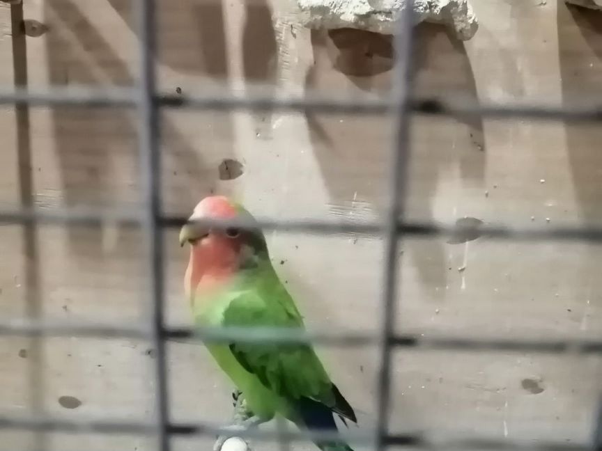 Попугай неразлучники розовощекий