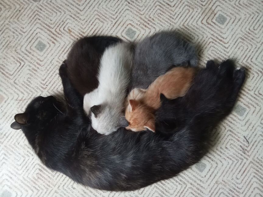 Раздаём котят